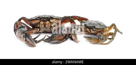 Fresh raw crabs isolated on white, set Stock Photo - Alamy