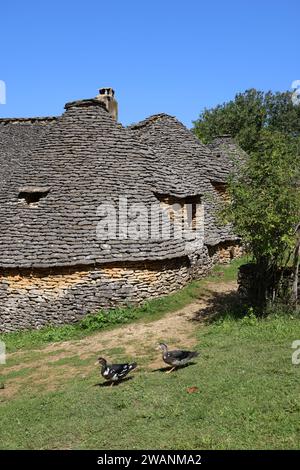 The famous ducks of Périgord among the Cabanes du Breuil. These typical ...