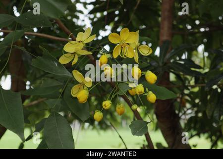 Cluster of Golden shower, Cassia Fistula, flowers in tree. Known as ...