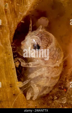 Gribble - Limnoria lignorum Stock Photo - Alamy