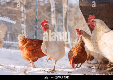 domestic chicken walking and eating on the snow farm in the winter ...