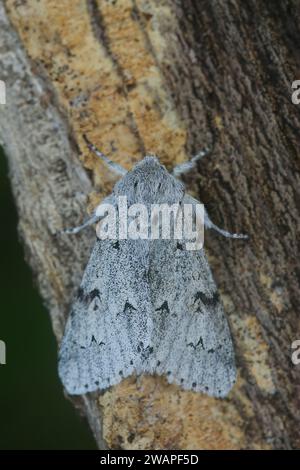 Natural vertical closeup on the pale colored festoon moth, Apoda ...