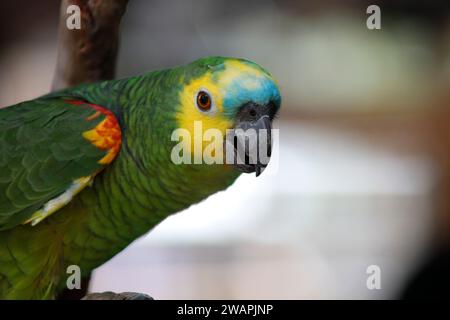 A closeup shot of a turquoise parrot perched on a tree branch Stock ...