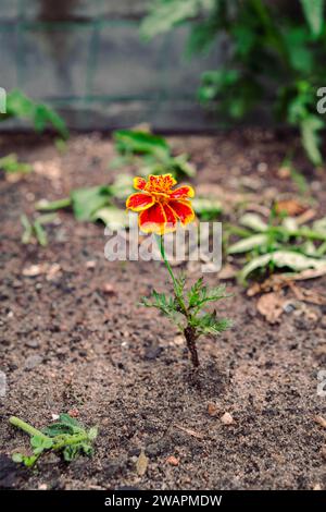 a small marigold plant with bright sunny yellow blooms and a bunch of ...