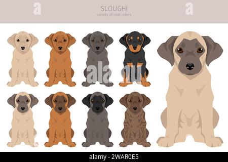 Sloughi coat colors, different poses clipart. Vector illustration Stock ...