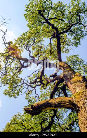 Mossy crown of an old oak tree in the Saba jungle, Germany Stock Photo ...