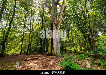 Ancient dead tree trunk - Sababurg primeval forest, Germany Stock Photo ...