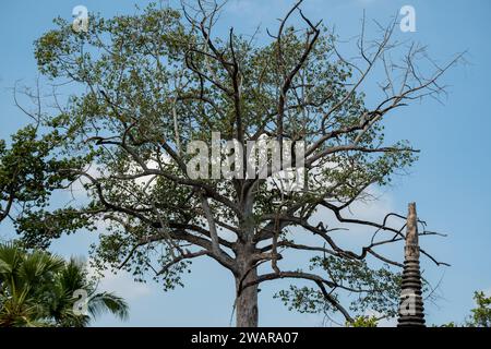 Large Dipterocarpus alatus, also known as the resin tree. with blue sky ...
