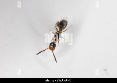 Parasitoid wasp from genus Laelius, Bethylidae family found in the ...