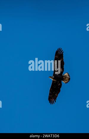 Three and a half year old bald eagle (Haliaeetus leucocephalus) soaring in a blue sky ...