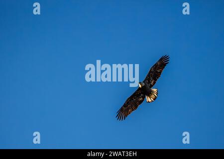 Three and a half year old bald eagle (Haliaeetus leucocephalus) soaring in a blue sky, vertical ...