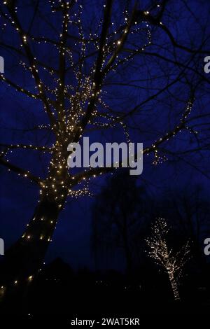 Lights wrapped around tree trunks and branches in Oaklands Park ...