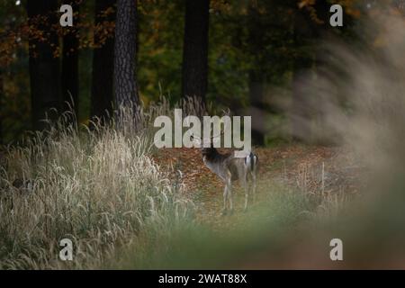 Fallow deer during rutting time. Male of deer in the wood. Brown deer ...