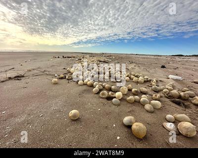 Eggs of giant gastropod on the beach in Argentina coast. Eggs with ...