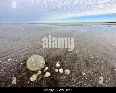 Eggs of giant gastropod on the beach in Argentina coast. Eggs with ...