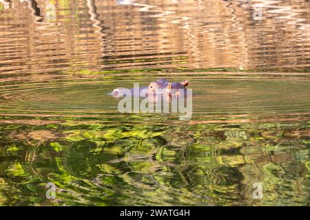 Hippopotamus, Bua river, Nkhotakota Wildlife Reserve, Malawi Stock ...