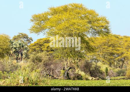 Fever Tree, Water Hyacinth, Shire River, Liwonde National Park, Malawi ...