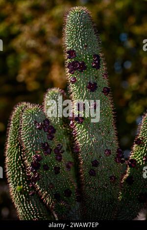 Hoodia pilifera, Apocynaceae. Ornamental succulent plant. rare herb of ...