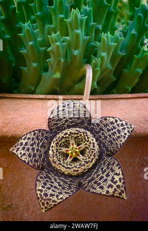 Orbea variegata, Apocynaceae. Ornamental succulent plant. rare herb of ...