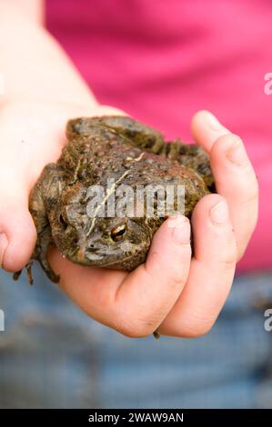 Child holding toad at Diamond Lake, Lolo National Forest, Montana Stock ...