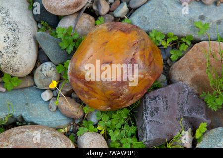 Jasper cobble on Rock Creek, Lolo National Forest, Montana Stock Photo ...