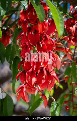 Erythrina crista-galli in bloom in autumn Stock Photo - Alamy