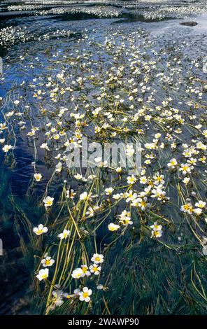 the common water-crowfoot or white water-crowfoot (Ranunculus aquatilis ...