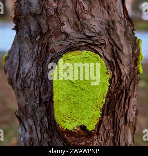 Close-up of a tree branch with rough bark and broken twig, surrounded ...