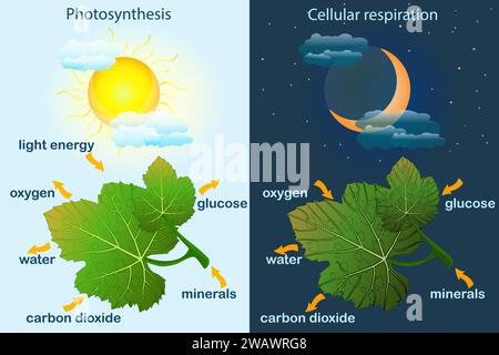 Photosynthesis diagram. Process of plant produce oxygen. Photosynthesis ...