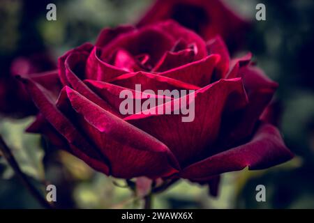 Beautiful colorful Rose Flower on garden background Stock Photo - Alamy