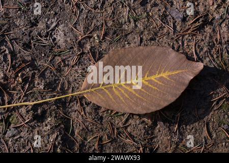One separate dry leaf of Autumn times Stock Photo - Alamy