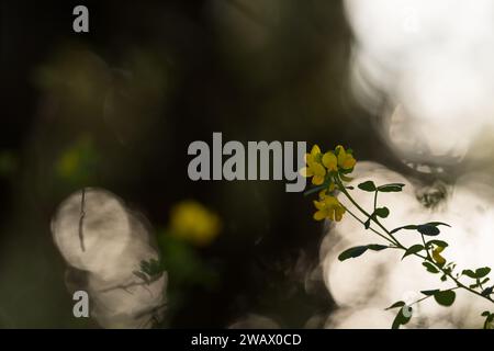 yellow crown vetch flowers closeup, shallow focus Stock Photo - Alamy