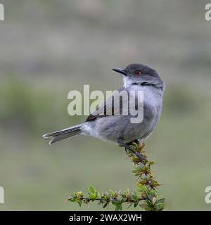 Fire-eyed Diucon Xolmis pyrope Valle Chacabuco Patagonia Park Chile ...