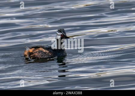 White-tufted grebe Rollandia rolland pair at nest site Falkland Islands ...