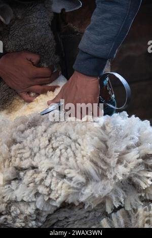 skin sheep wool shearing raw material regenerative textiles frilled ...