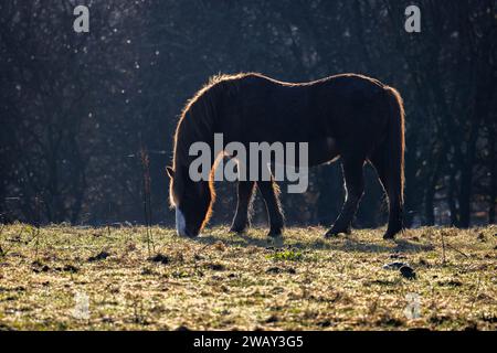 Horse in field - Reddish Vale, Stockport Stock Photo - Alamy