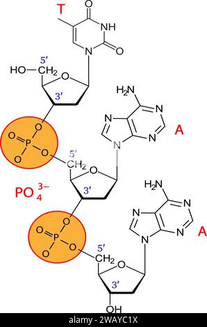 transcription dna to mrna. RNA polymerase for dna replication. vector ...