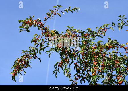Bear apple with ripe fruits Stock Photo - Alamy