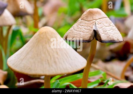 Conecap or Dunce Cap (generally conocybe tenera), close up focusing on ...