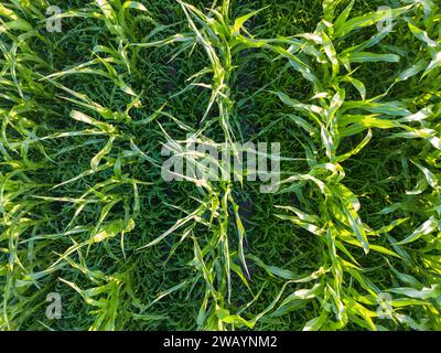 Corn is a species of plant within the grass family. The grain ...