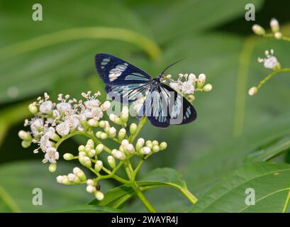 Tiger clearwing moth (Phanoptis cyanomelas) feeding on flowers of ...