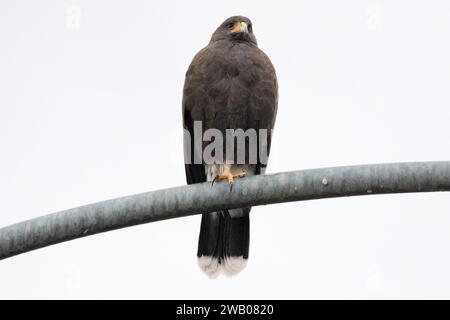 Harris' Hawk scouting for prey on a lightpole Stock Photo - Alamy