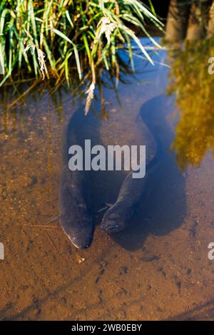 New Zealand Long-finned Eel (Anguilla dieffenbachii). They grow to huge ...