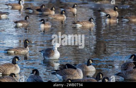 Single Snow Goose in the flock of Canadian Geese resting on the icy ...