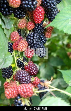 Berries Hybrid of blackberries and raspberries (black raspberries) in ...