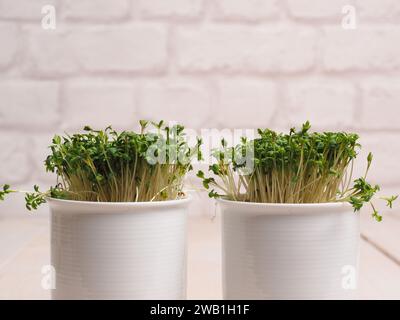Organic cress in a white pot on a wooen kitchen table, close up ...