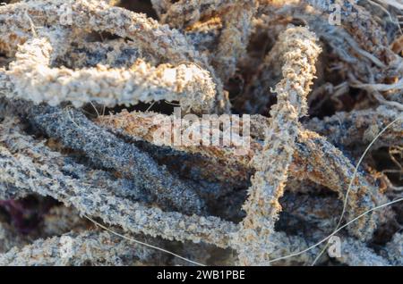 Old rope washed up contaminating Ballywalter beach Stock Photo - Alamy