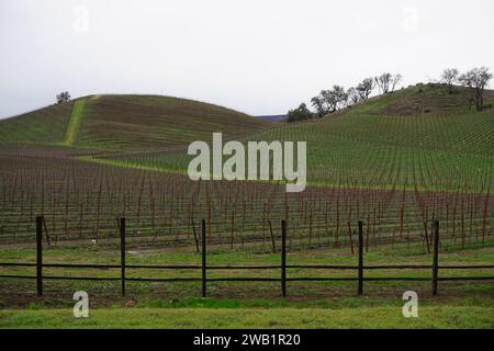 view of the vineyards of napa and sonoma valleys, ca, usa in the winter ...