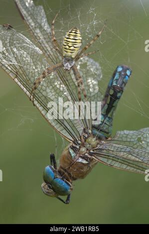 Wasp spider (Argiope bruennichi) with king dragonfly (Anax imperator ...