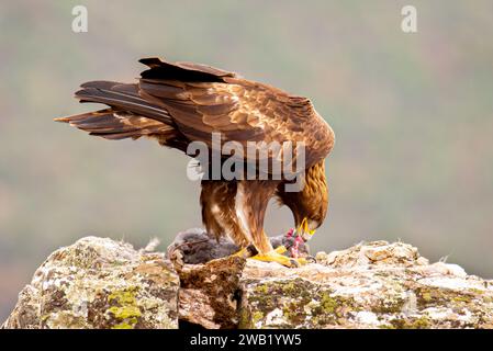 A golden eagle eating a rabbit, surveying the majestic wilderness ...